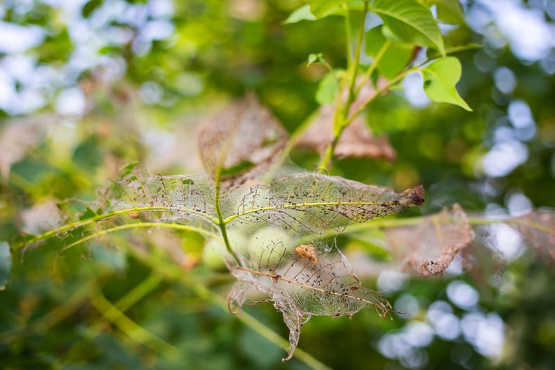 Close-up of a Green Walnut in a Tree, Encased in a Delicate, Lace-like ...