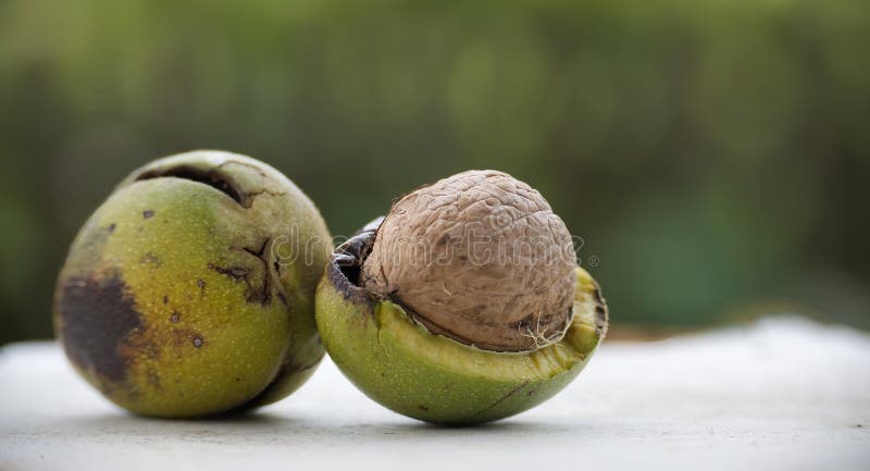 Close-up of Green Walnuts with Brown Nut Inside Stock Image - Image of ...