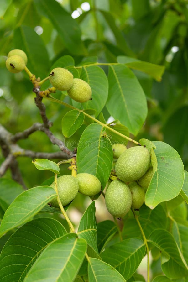 Close-up of Green Walnuts Growing on a Walnut Tree Branch, Surrounded ...
