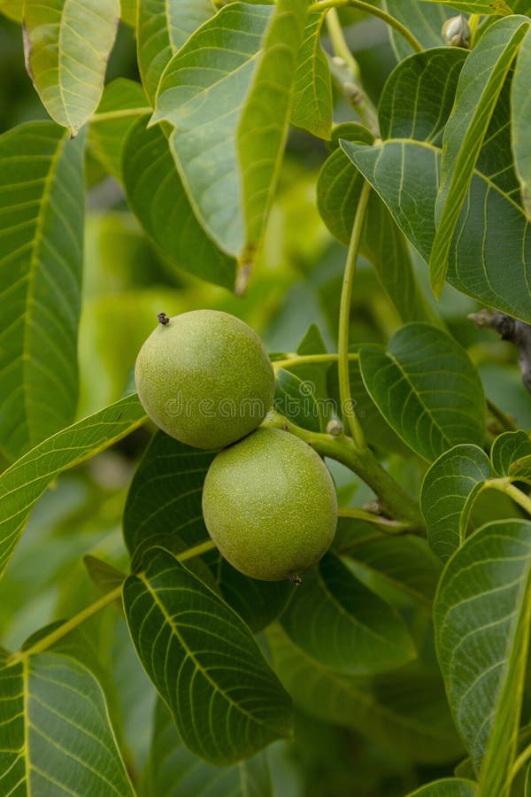 Close-up of Green Walnuts Growing on a Walnut Tree Branch, Surrounded ...