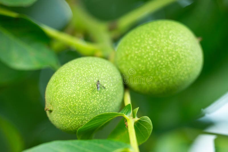 Close Up of Green Walnuts on a Tree, Small Fly Sitting on a Nut Stock ...