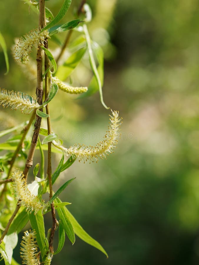 Green Weeping Willow by the Duckweed Pond Stock Photo - Image of ...