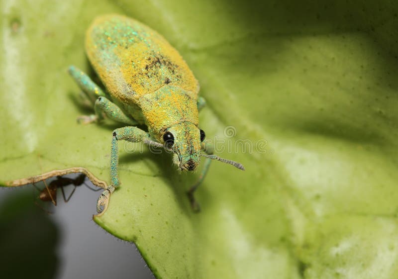 Close Up Green Weevil on Leaf in Garden Stock Photo - Image of closeup ...