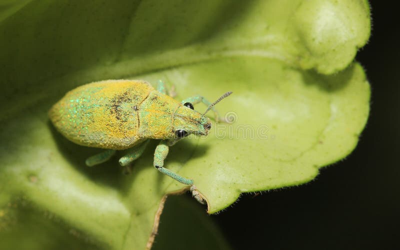 Close Up Green Weevil on Leaf in Garden Stock Image - Image of black ...