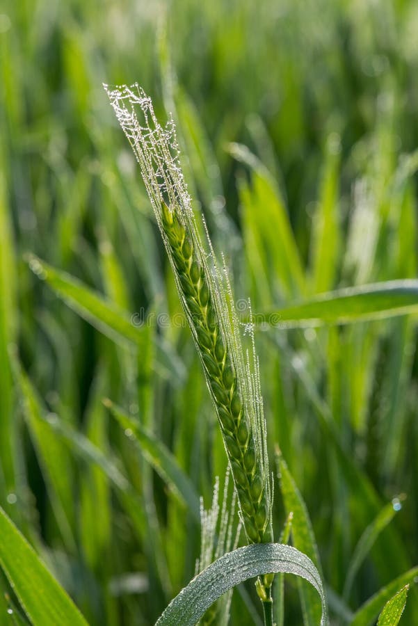 Close Up of a Green Wheat with Dew Drops Stock Image - Image of spring ...