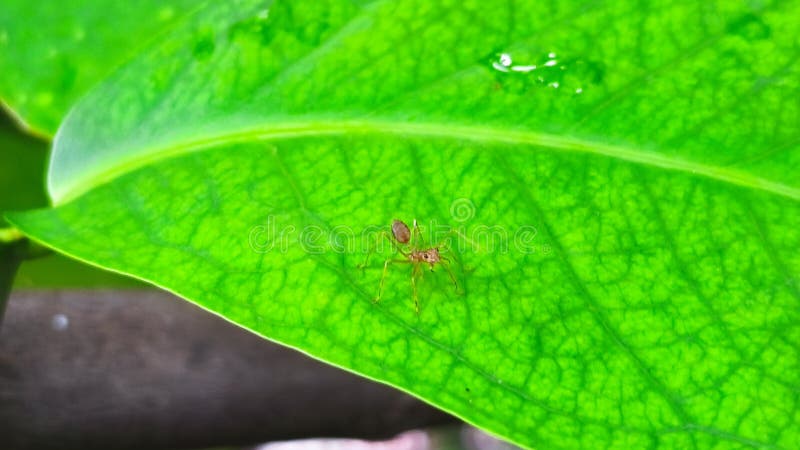 Close Up of Green Wild Leaves Suitable for Wallpaper Stock Photo ...