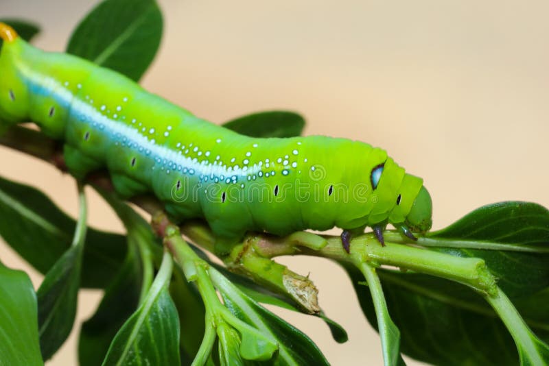 Close Up Green Worm or Daphnis Neri Worm in Nature and Enviroment Stock ...