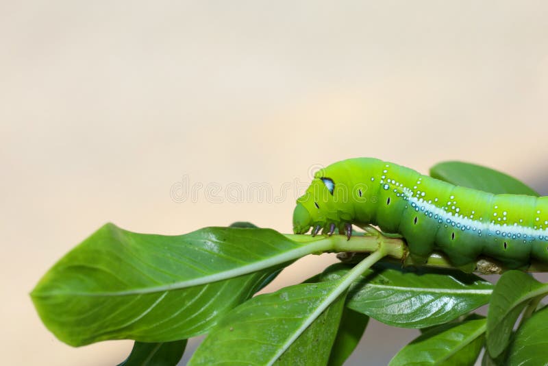 Close Up Green Worm or Daphnis Neri Worm in Nature and Enviroment ...