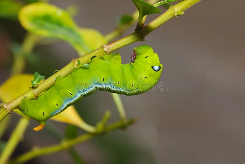 Close Up Green Worm or Daphnis Neri Worm on the Stick Tree in Nature ...