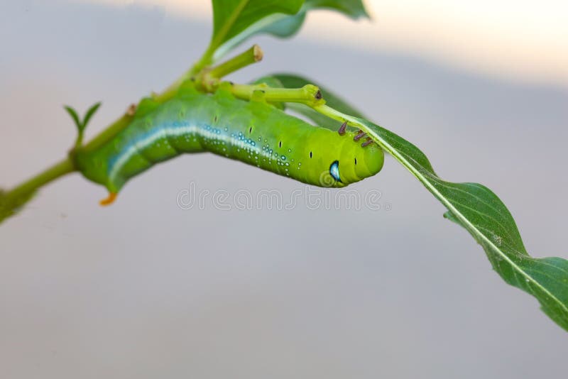 Close Up Green Worm or Daphnis Neri Worm on the Stick Tree in Nature ...