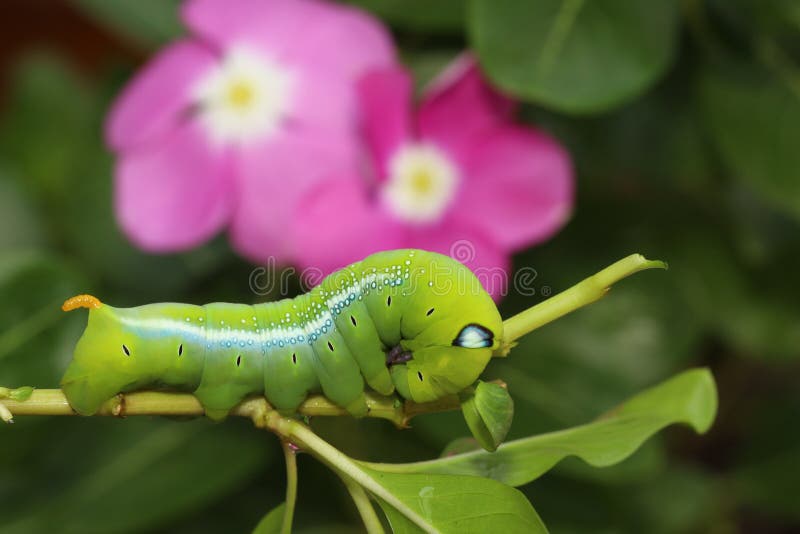 Close Up Green Worm or Daphnis Neri Worm on the Stick Tree in Nature ...