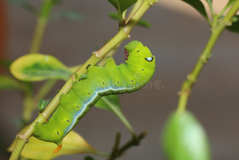 Close Up Green Worm or Daphnis Neri Worm on the Stick Tree in Nature ...