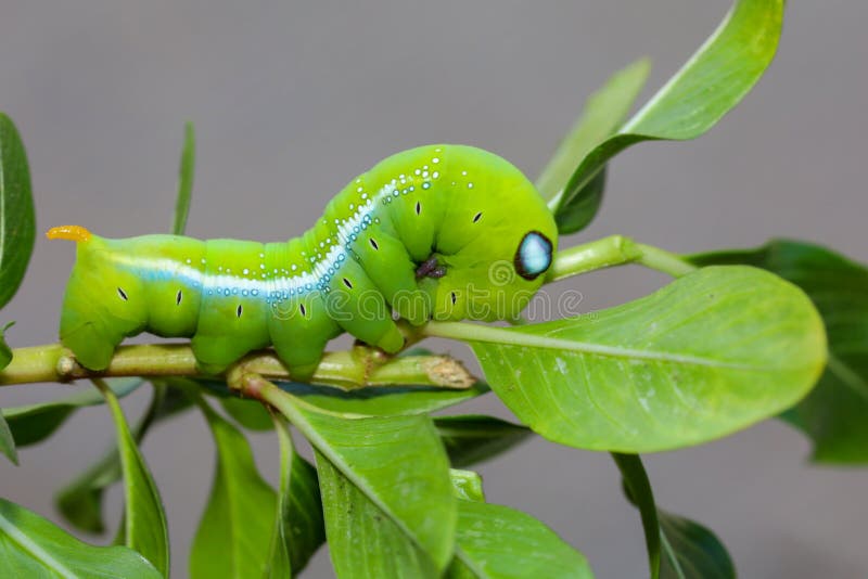 Close Up Green Worm or Daphnis Neri Worm on the Stick Tree in Nature ...