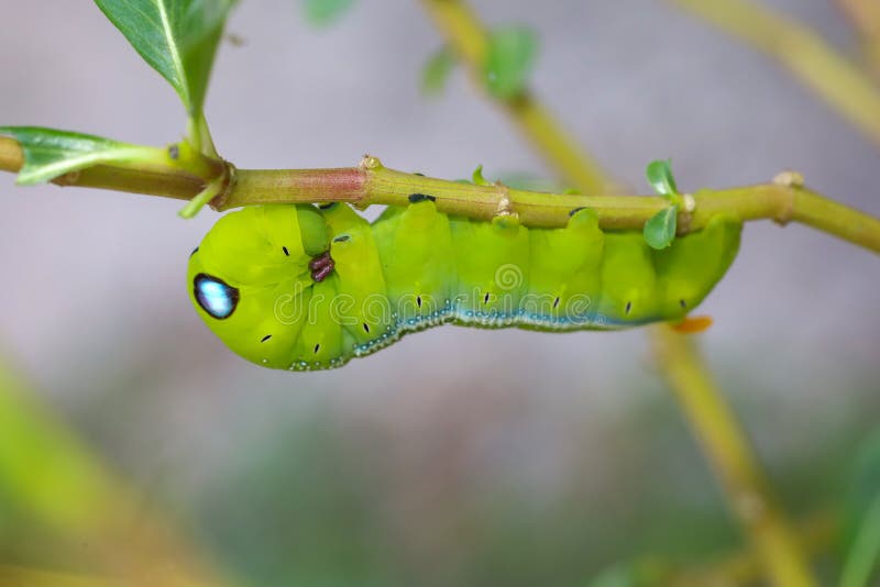 Close Up Green Worm or Daphnis Neri Worm on the Stick Tree in Nature ...