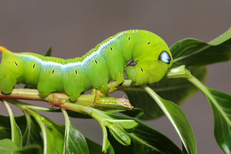 Close Up Green Worm or Daphnis Neri Worm on the Stick Tree in Nature ...