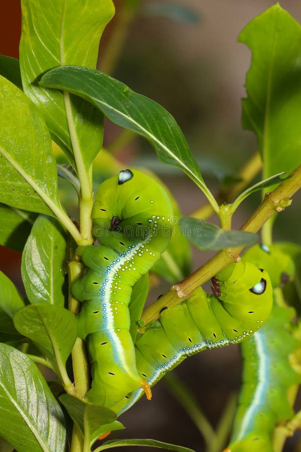 Close Up Green Worm or Daphnis Neri Worm on the Stick Tree in Nature ...