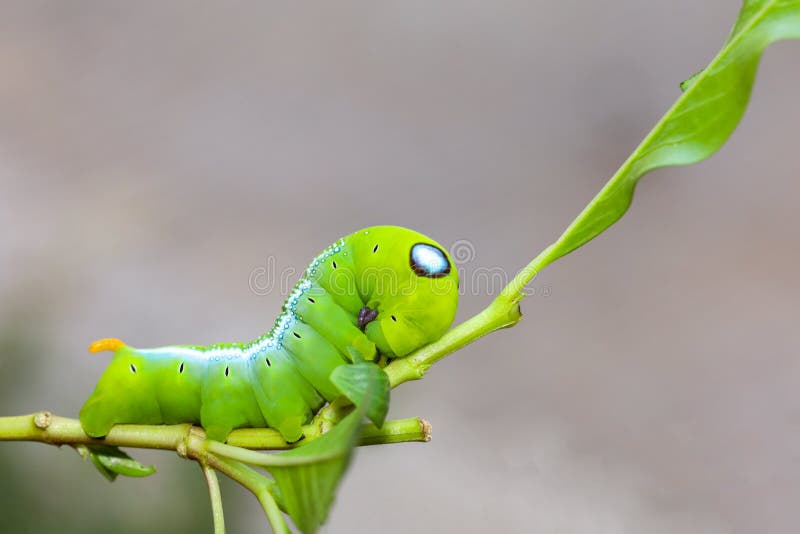 Close Up Green Worm or Daphnis Neri Worm on the Stick Tree in Nature ...