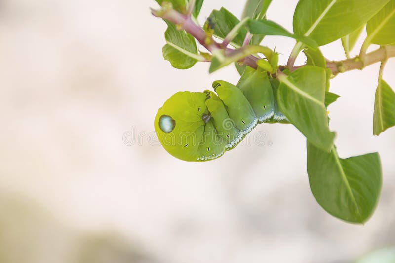 Close up green worm. stock image. Image of wild, wildlife - 79533099