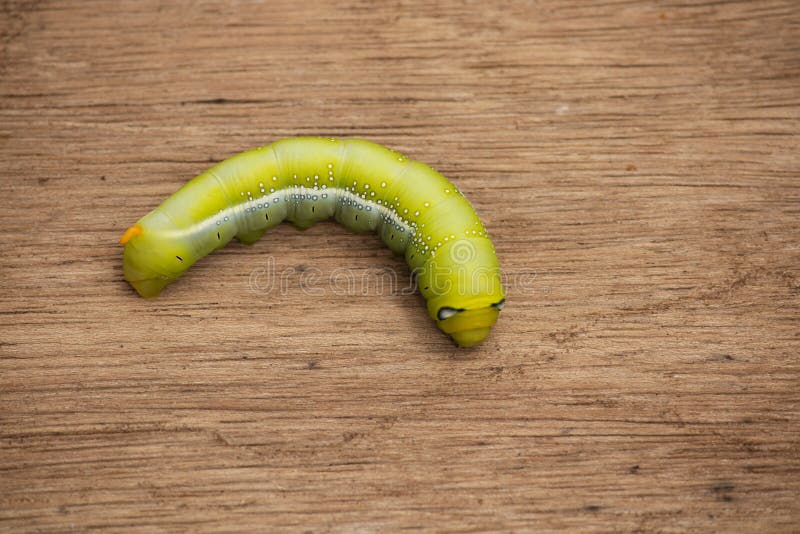 Close Up of a Green Worm on a Wooden Floor Stock Image - Image of ...