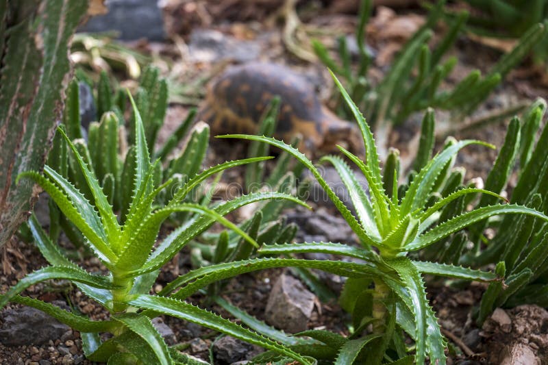 Close-up of a Green Yellow Aloe Cactus Stock Image - Image of plant ...