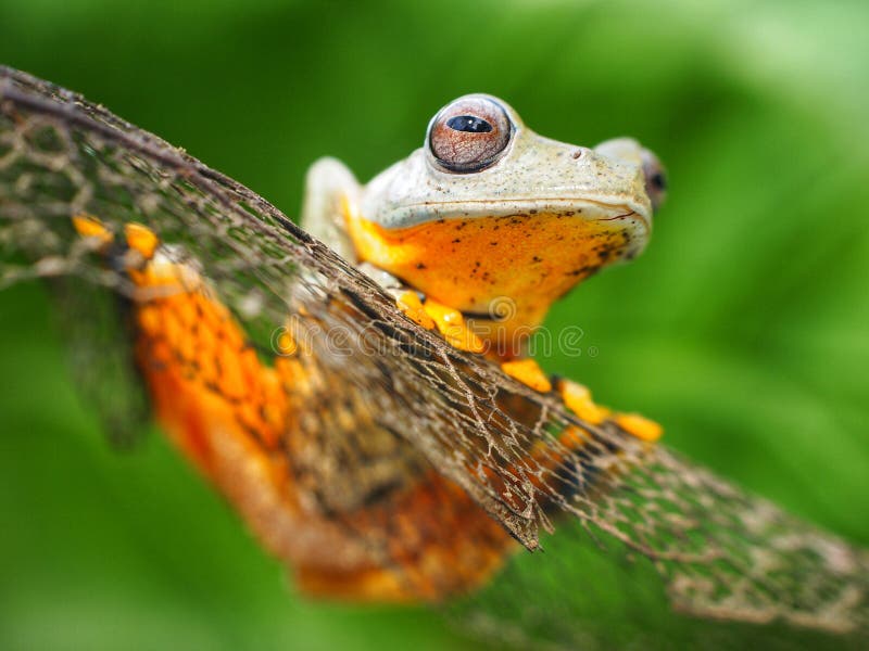 Close Up Green Tree Frog with Big Eyes Sitting on a Dried Leaf, Nice ...