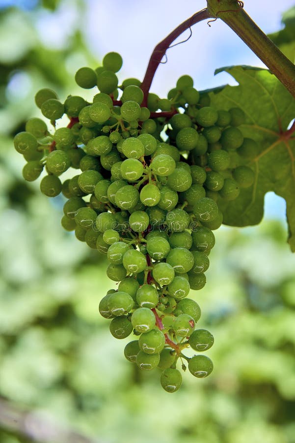 Close-up of Green Young Common Grape Vine. Stock Image - Image of hill ...