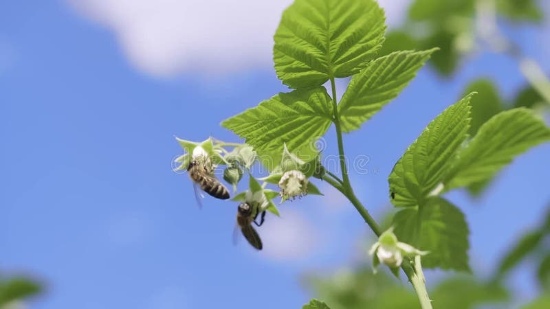 Close-up of Green Young Raspberry Leaves in the Garden with Two Bees ...