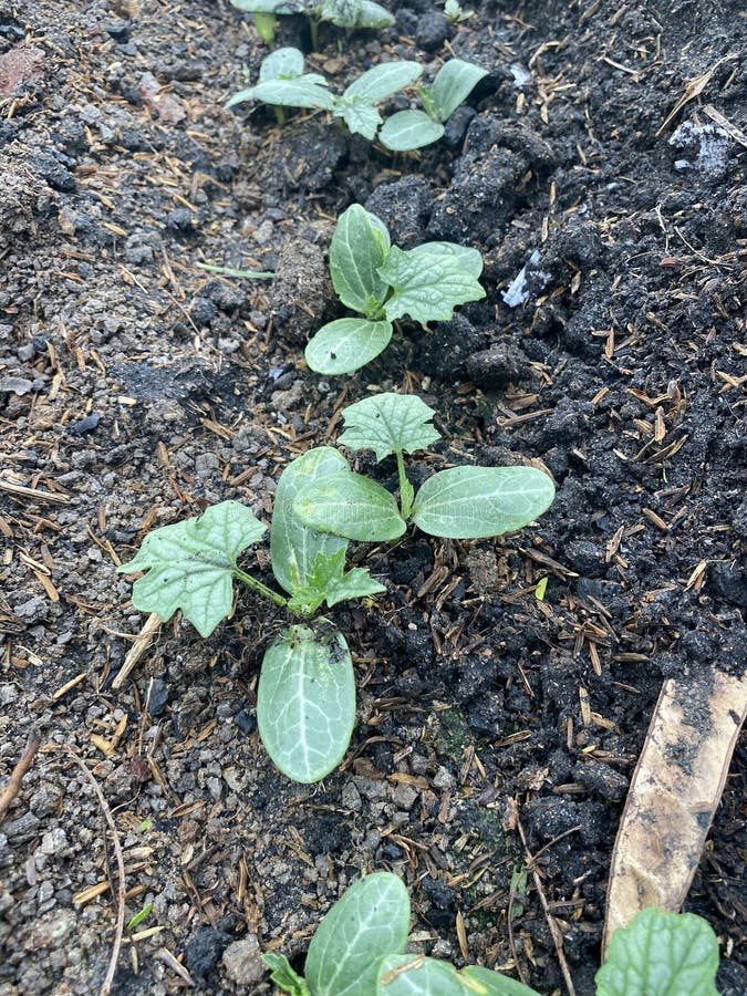 Green Young Sponge Gourd on the Ground Stock Image - Image of leaves ...