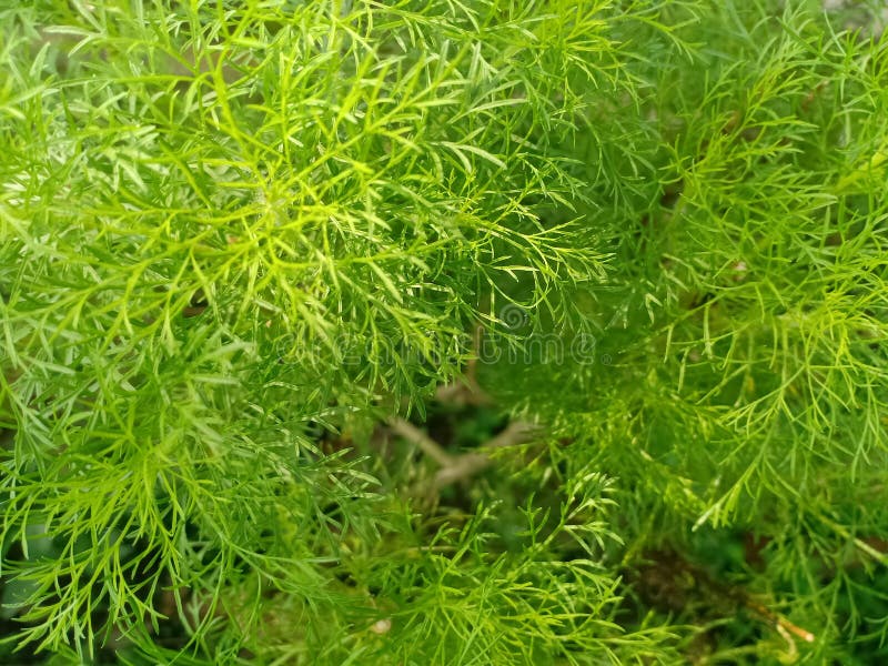 Close-up of Greenery. Flat Layout Stock Photo - Image of close ...