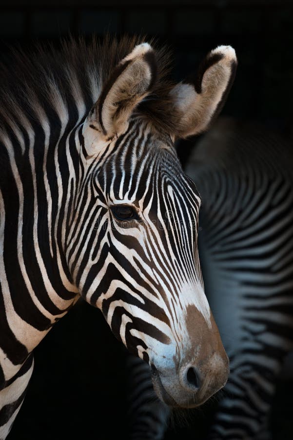 Close-up of Grevy Zebra with Another Behind Stock Image - Image of ...