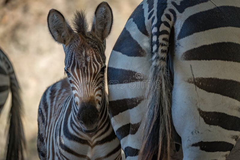 Close-up of Grevy Zebra Foal in Shadows Stock Photo - Image of equus ...