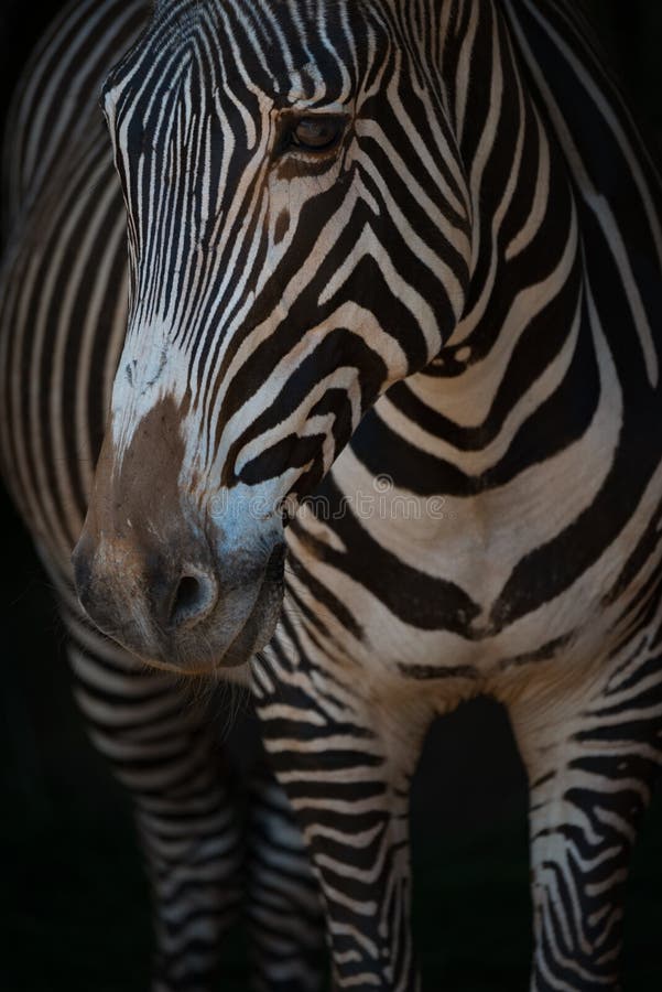 Zebra legs walking stock photo. Image of animal, feet - 11233774