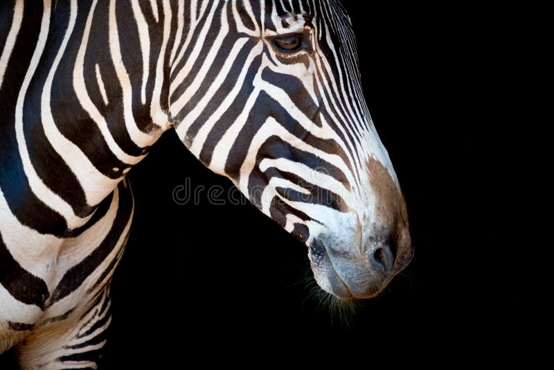8,340 Zebra Head Stock Photos - Free & Royalty-Free Stock Photos from ...