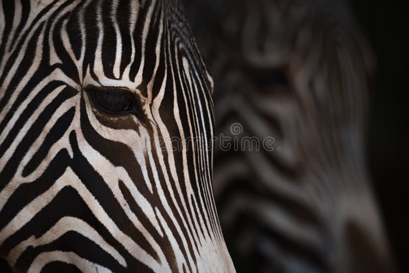 Two heads of zebra stock photo. Image of nature, fauna - 27987660