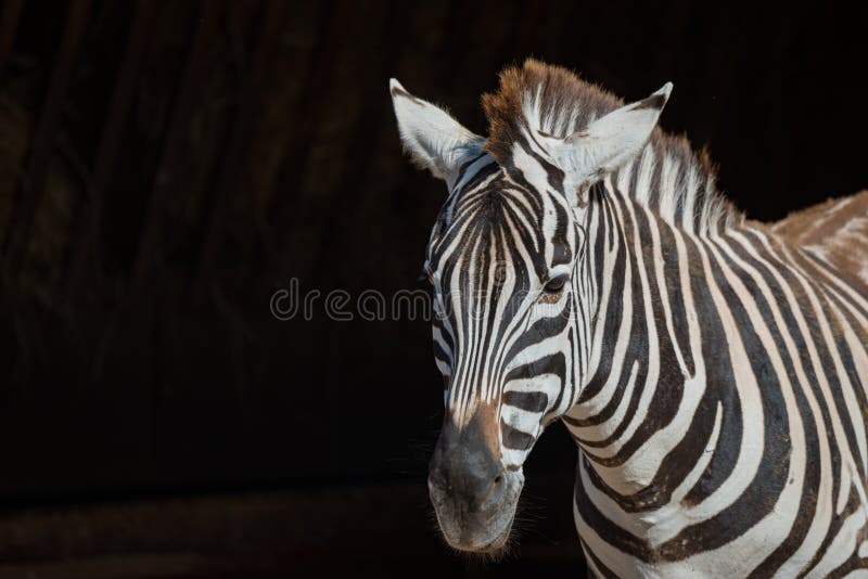 Close-up of Grevy Zebra Looking Towards Camera Stock Photo - Image of ...