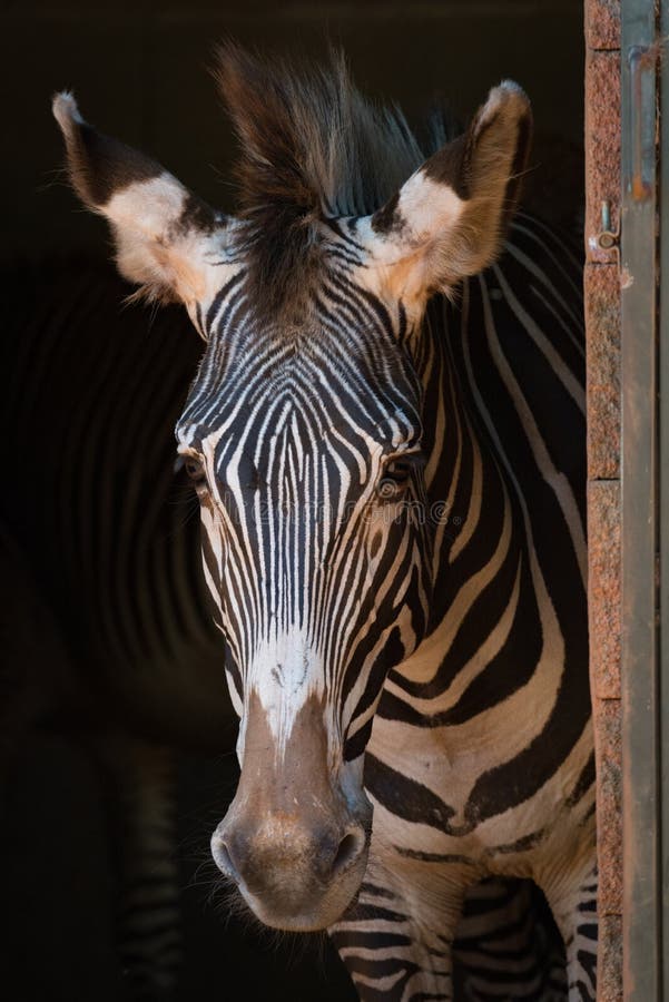 Close-up of Grevy Zebra Standing in Barn Stock Image - Image of ...