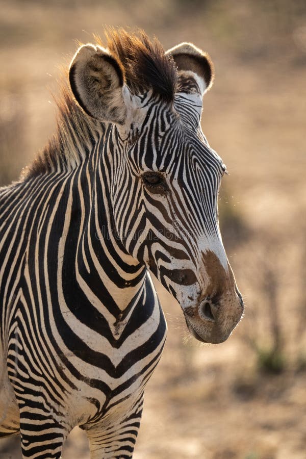Close-up of Grevy Zebra Standing in Savannah Stock Image - Image of ...