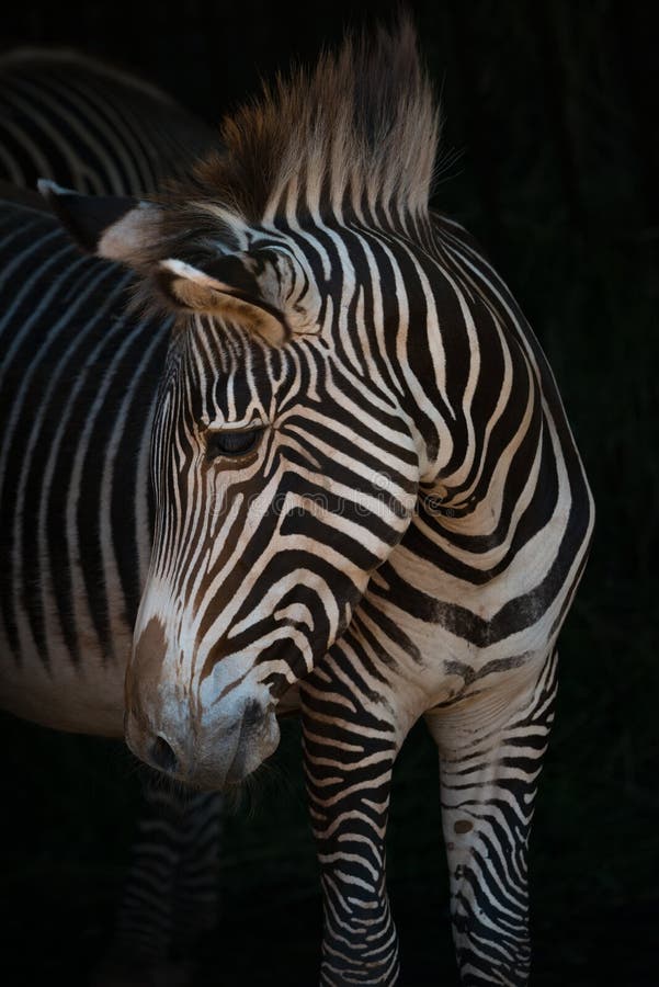 Close-up of Grevy Zebra Turning Head Right Stock Photo - Image of ...