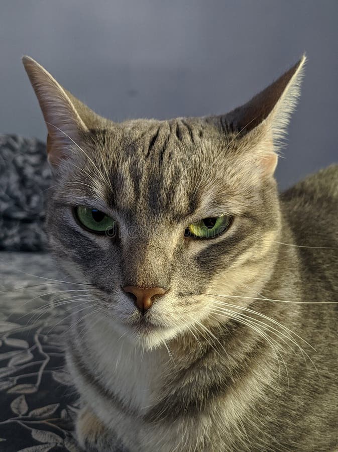 Close up grey cat view stock photo. Image of grey, catty - 173444774