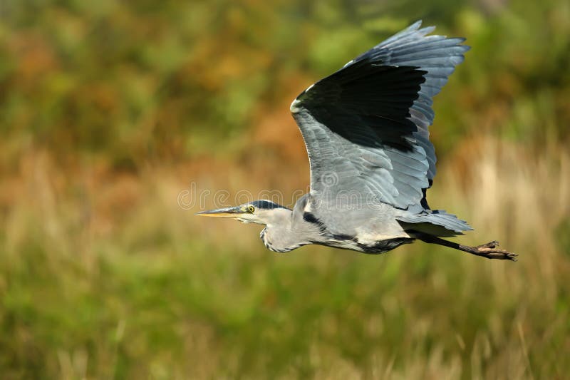 Close Up of Grey Heron in Flight Stock Image - Image of environment ...
