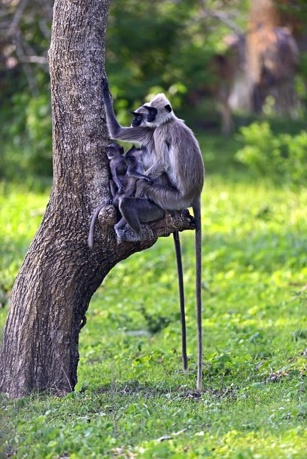 Close-up of a Grey Langur stock image. Image of lanka - 51742437