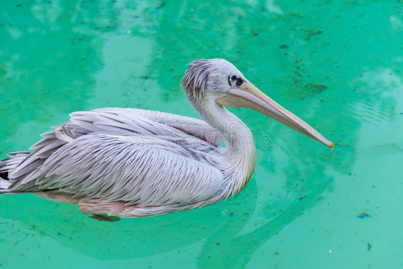 Close-up of a Grey Pelican Birds Swimming in the Pool Stock Image ...
