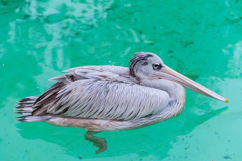 Close-up of a Grey Pelican Birds Swimming in the Pool Stock Image ...