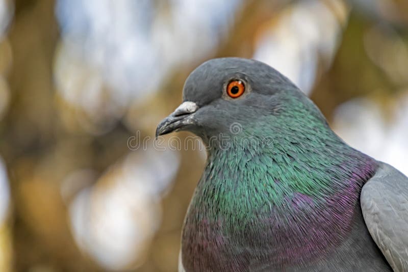 Grey pigeon in nature stock photo. Image of drift, birds - 164203116