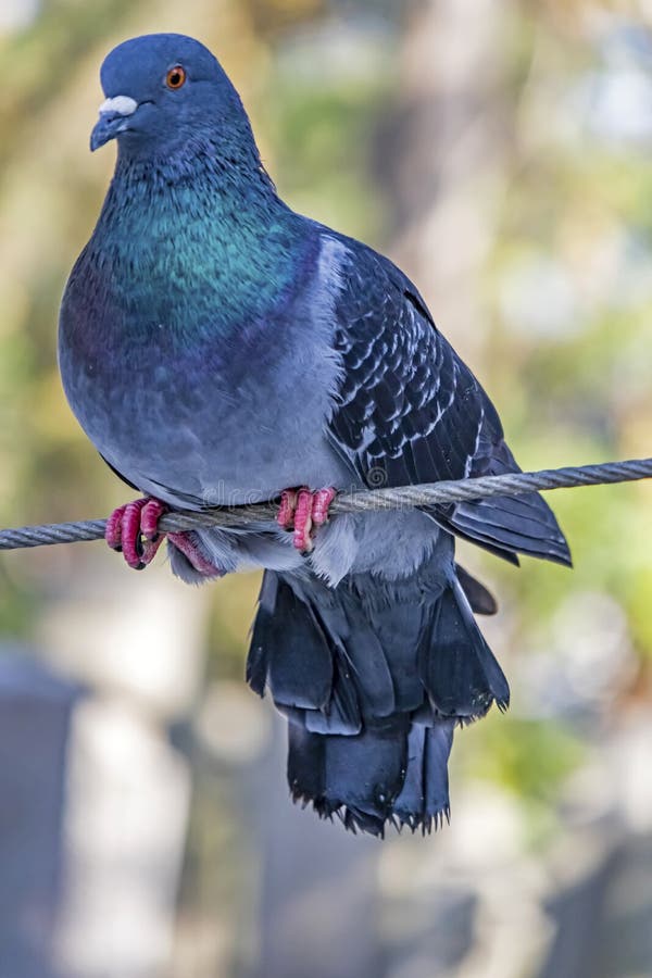 Grey Pigeon Flight Stock Photos - Download 3,151 Royalty Free Photos