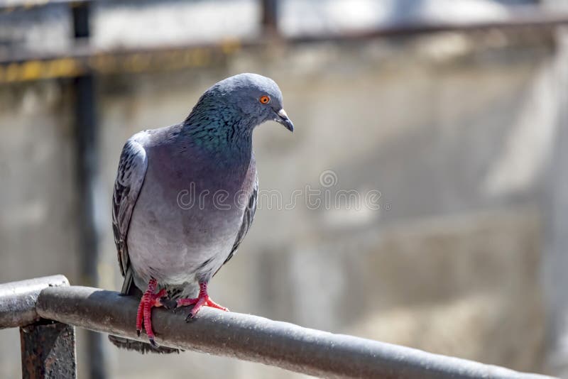 Close up pigeons in nature stock image. Image of beautiful - 165829211