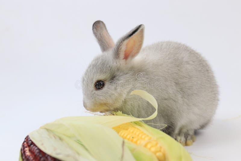 Close up Grey Rabbit stock photo. Image of adorable - 195987002