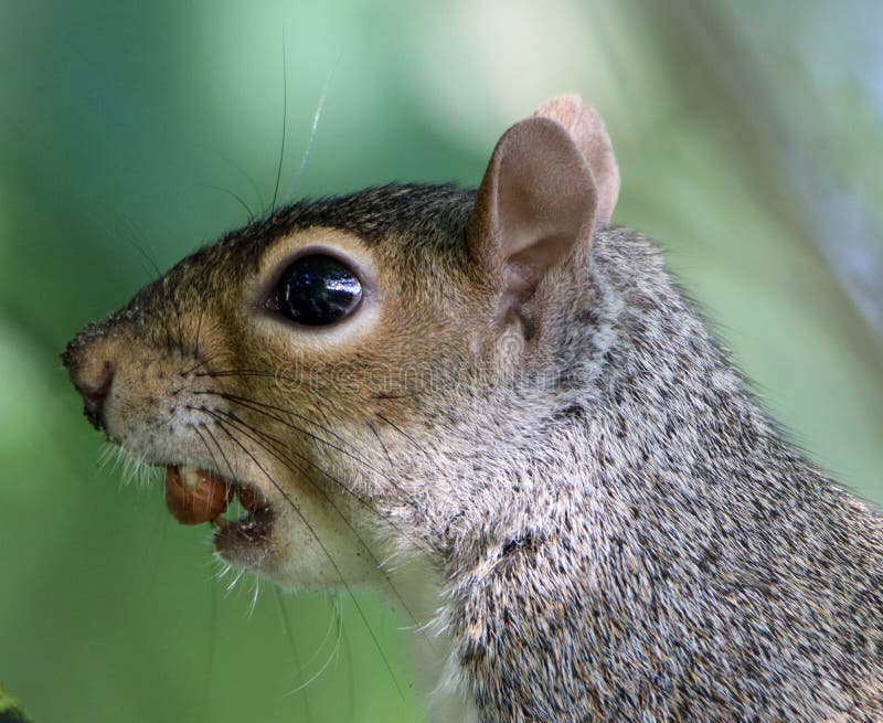 Squirrel Cache Photos - Free & Royalty-Free Stock Photos from Dreamstime