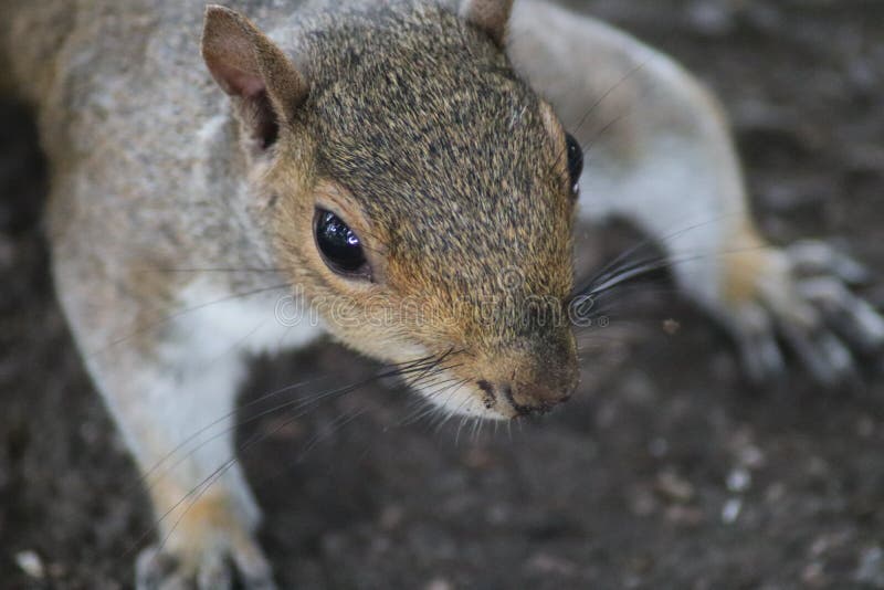 Grey Squirrel (Sciurus Carolinensis) Close Up of Head Stock Image ...