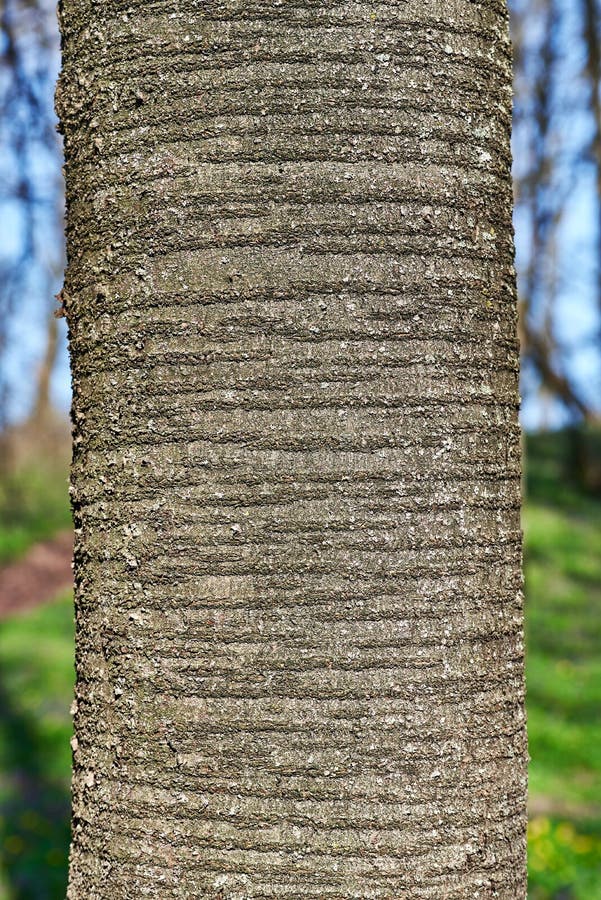 Close-up of Grey Tree Bark with Horizontal Line Patterns Stock Image ...